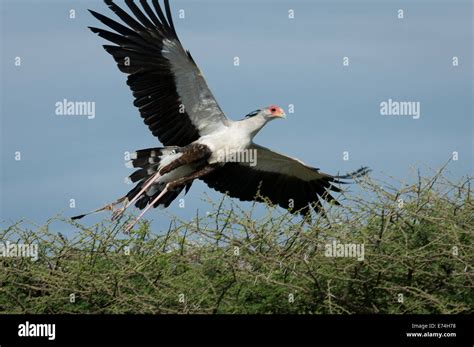 Secretary Bird Flight 60 Photos