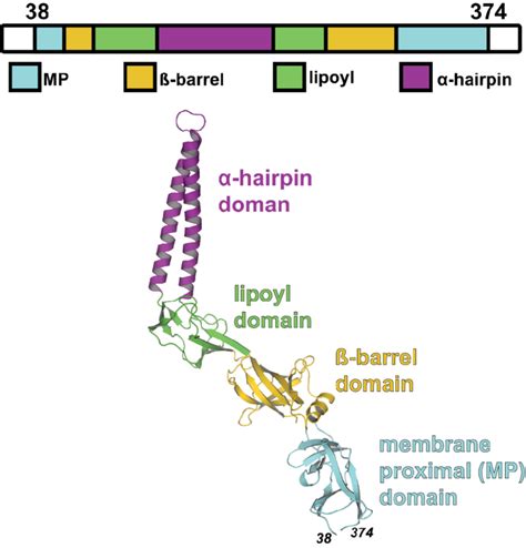 5 Structure Of Acra Developed From Pymol And Linear Cartoon Representation Download