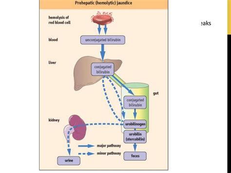 Estimation Of Serum Bilirubin Total Direct Ppt Download