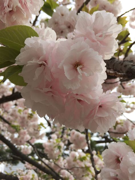 A Tale Of Sakura Tiptoeingworld