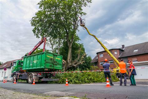 Tree Removal Service Permit Safety Toronto GTA