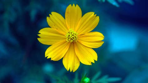 Why Is Drupal Cms The First Choice For Government Sites Opensense Labs