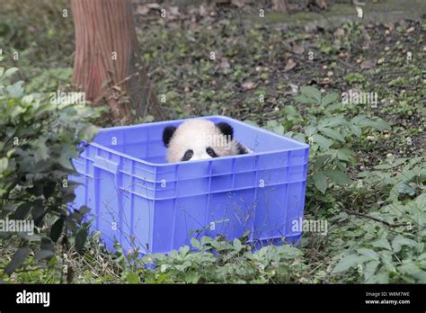 The Five Month Old Panda Cub Born By Female Giant Panda Yaya Stays In A