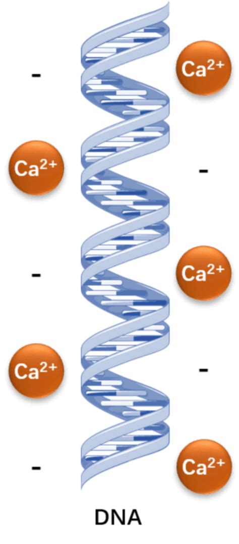 Calcium Phosphate Transfection Doccheck