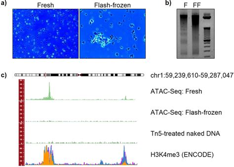 Representative Results For Atac Seq Carried Out On Fresh And Download Scientific Diagram