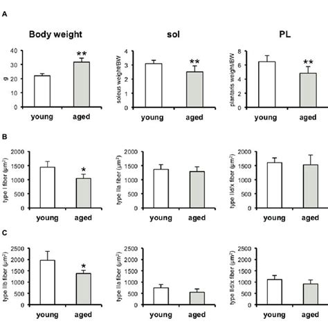Skeletal Muscle Weights And Cross Sectional Areas Csas Of Skeletal Download Scientific