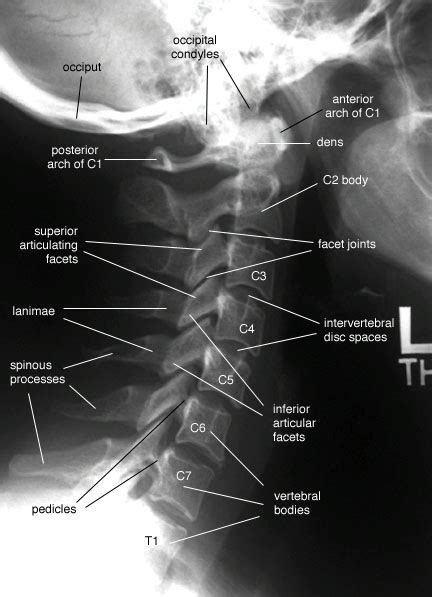 171 Head And Neck Medicine Libretexts