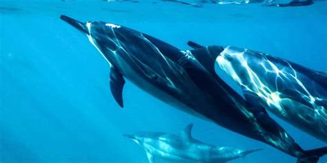 Free 10 Minute Dolphin Visualization Guided Imagery Script For Healing