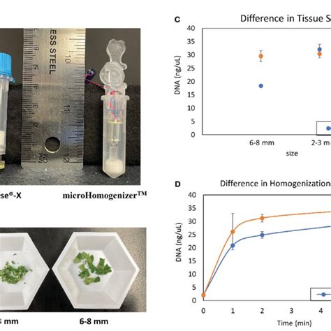 Pathosystem 1 Lettuce Pythium A Images Of Healthy Outredgeous Red Download Scientific