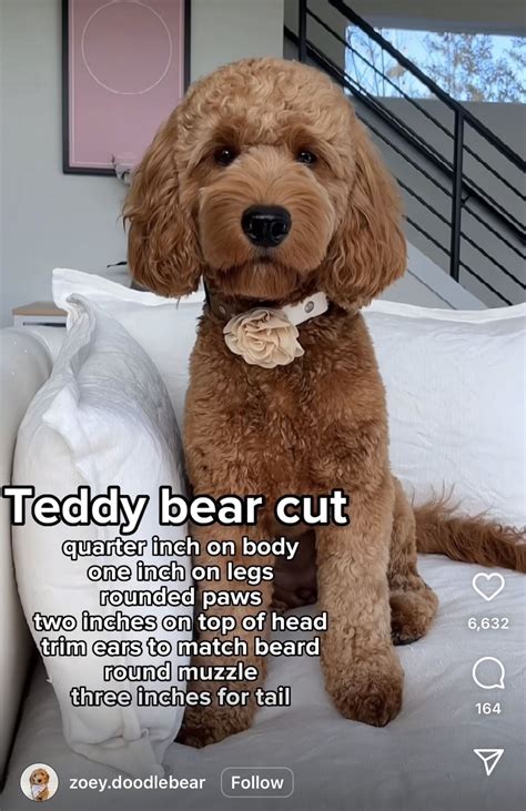 Adorable Goldendoodle With Teddy Bear Cut