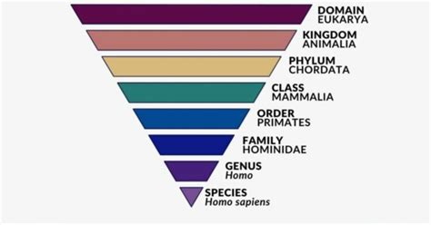 Word Hunt Taxonomic Classifications Quiz By Sparkblip