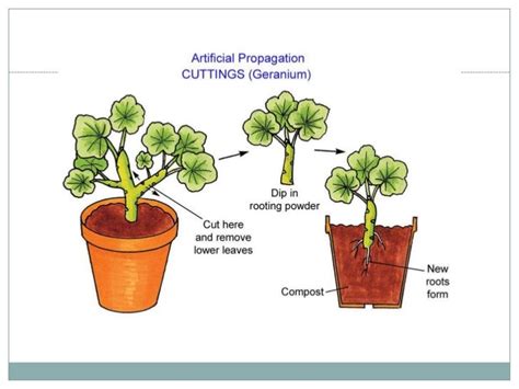 Plant Asexual Reproduction Name At Phyllis Lee Blog