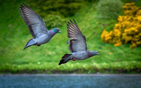 배경 화면 두 비둘기 비행 1920x1200 Hd 그림 이미지