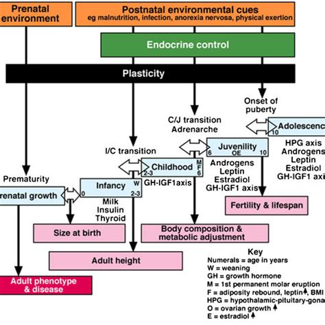 Pre Adult Periods Of Adaptive Plasticity In The Transition Between Life