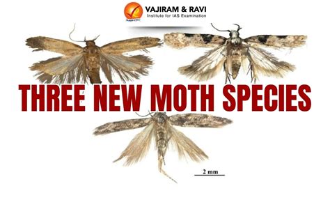 Three New Moth Species Discovery Habitat Latest News
