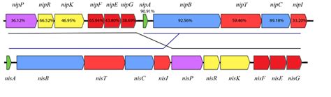 2 Representation Of The Bacteriocin Encoding Nisin P Gene Cluster Download Scientific Diagram