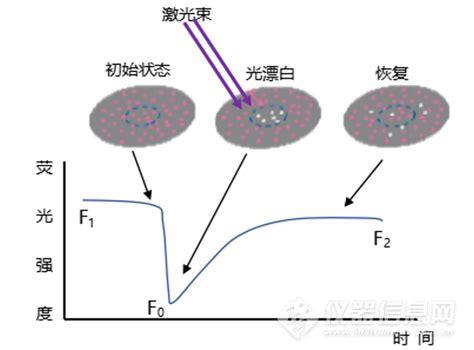 荧光漂白后恢复技术及其在生物医学领域的应用仪器信息网社区
