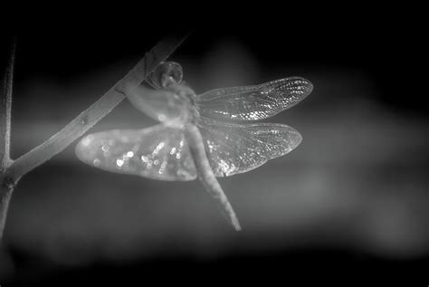 Grey Dragonfly Photograph By Eima Blank Fine Art America