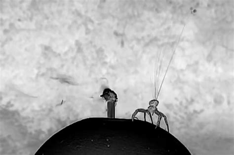 Ballooning Spiders