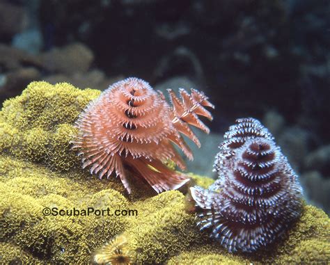 Christmas Tree Worms Dive Into Scubaport Photography And Sea Life Art