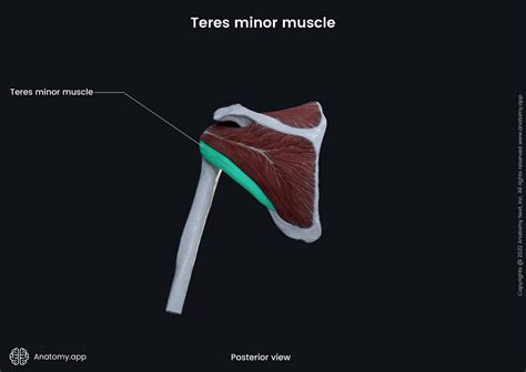 Teres Minor And Infraspinatus Do