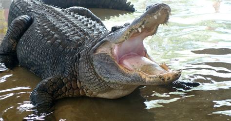 Florida Man Bitten By 9 Foot Gator While Washing Hands In Pond