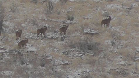 Nm Private Land Barbary Sheep New Mexico Big Game Hunting