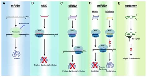 Exploring Drug Modalities Small Molecules Biologics Rna Cell And Gene