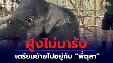 ข่าวผลตรวจเลือดลูกช้างป่าพลัดหลงไม่พบเชื้อไวรัส หมอล็อต เผยเตรียมย้าย น้องมีนาไปอยู่กับพี่ตุลา