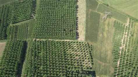 Tidy Trees And Farmland Nature Stock Footage Ft Tree And Agriculture