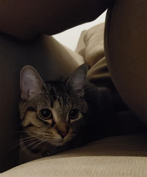 My Gabby R Standardissuecat