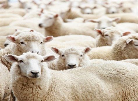 身披一身神奇的——澳洲白绵羊 百科ta说