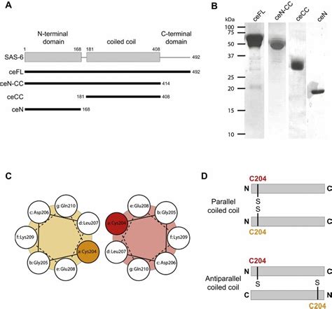Figure S1 C Elegans Sas 6 Characterization Related To Figure 1 A