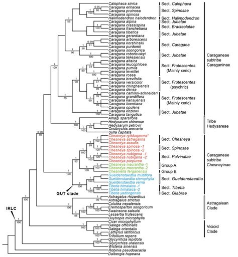 Bayesian Tree Of The Concatenated Plastid Data Of Matk Trnl F And Download Scientific Diagram