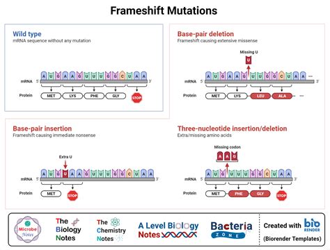 Point Mutation Definition