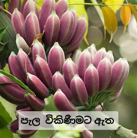 ආරක්ෂිත කුරියර් සේවා පහසුකම් ගාස්තුව සමග පැල 05 රුපියල් 3050 00 පමණි මේ සමග මාස 3 පොහොර නොමිලේ