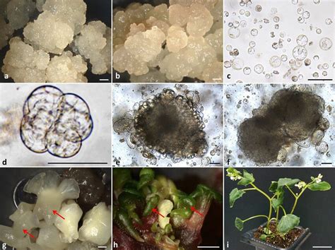 Plant Regeneration From Morphogenic Callus Mc Derived Protoplasts In Download Scientific