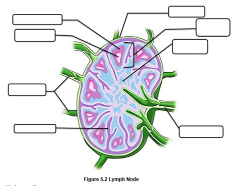 Lymph Node Diagram Quizlet