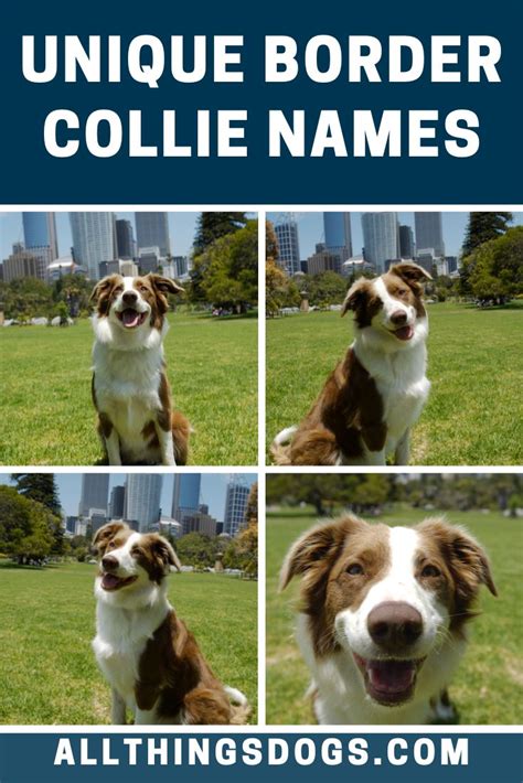 Scottish Border Collie Names Male At Cooper Lovely Blog