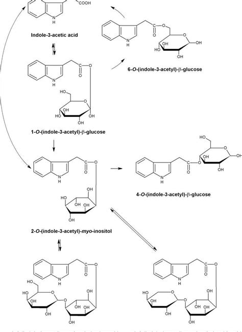 Figure 3 From Conjugates Of Auxin And Cytokinin
