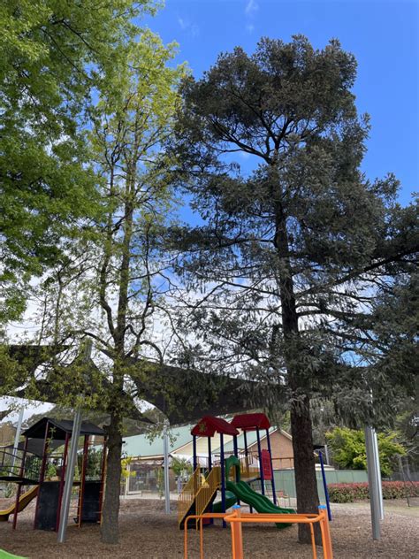 Tree Management Plans Arbor Insight