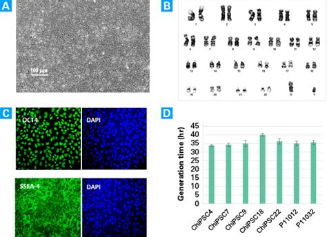 A Simple And Complete System To Generate Mature Hepatocytes From