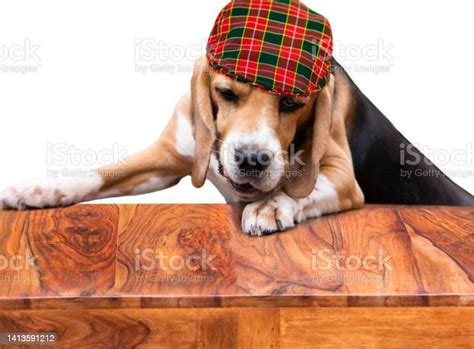 빨간 모자에있는 재미있는 비글 개가 나무 테이블에서 말한다 0명에 대한 스톡 사진 및 기타 이미지 0명 개 귀여운 Istock
