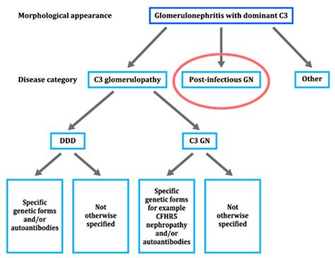 Glomerulonephritis Types