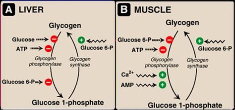 Lecture 17 Glycogen Synthesis Degradation And Hormonal Control Flashcards Quizlet
