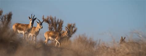 Монгол орны ан амьтан Жуулчны мэдээллийн төв Touristinfocentermn