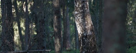 Application Visibility And Control Clavister