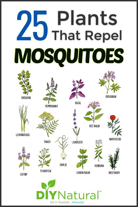 Catnip Plant Mosquito Repellent