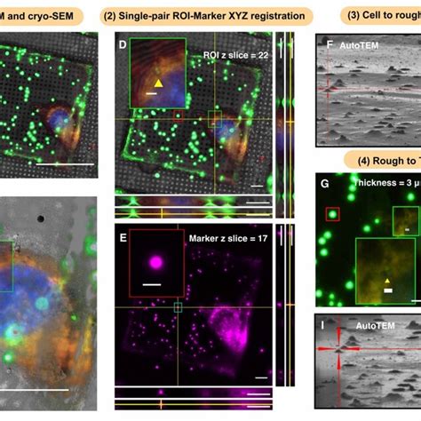 3d Cryo Multi Modal Correlation Workflow In An Iflm Fib Sem System Download Scientific Diagram