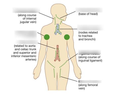 Lecture 8 Lymph Nodes Diagram Quizlet